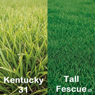 Kentucky 31 vs Tall Fescue: Which Grass to Choose? - Lawn Mowerly